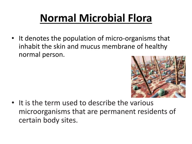 Human microbial flora | PPTX | Ear, Nose and Throat Conditions ...