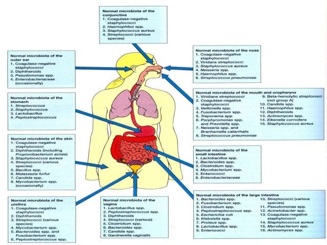 Human microbial flora