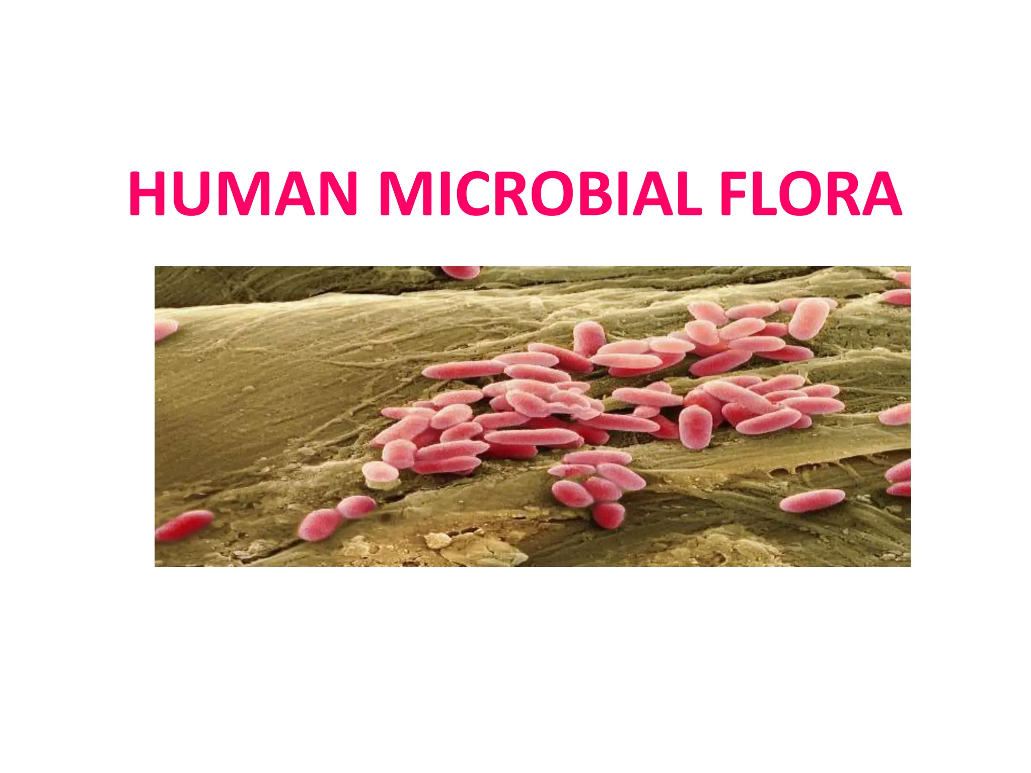 huuuuuuuuuuuuuuuuumanmicrobialflora.pptx