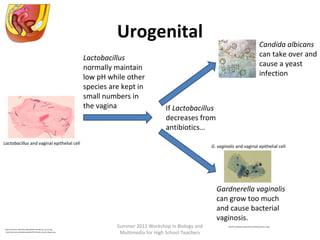 4.6 Human Microbiome | PPT