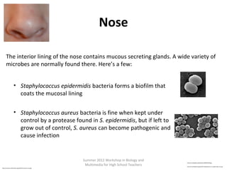 4.6 Human Microbiome | PPT