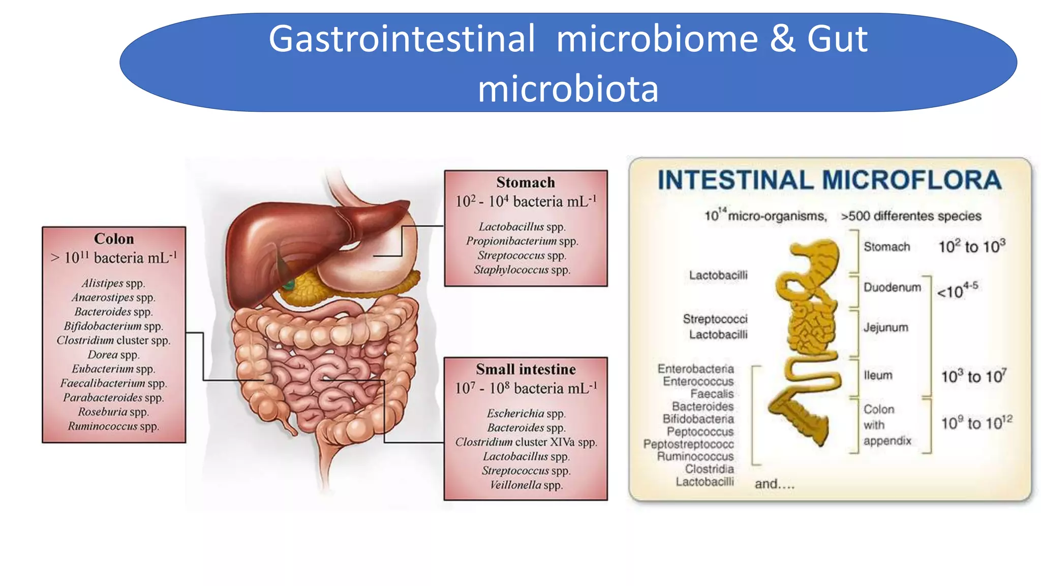 Human Microbiome.pptx | Skin and Dermatology | Diseases and Conditions