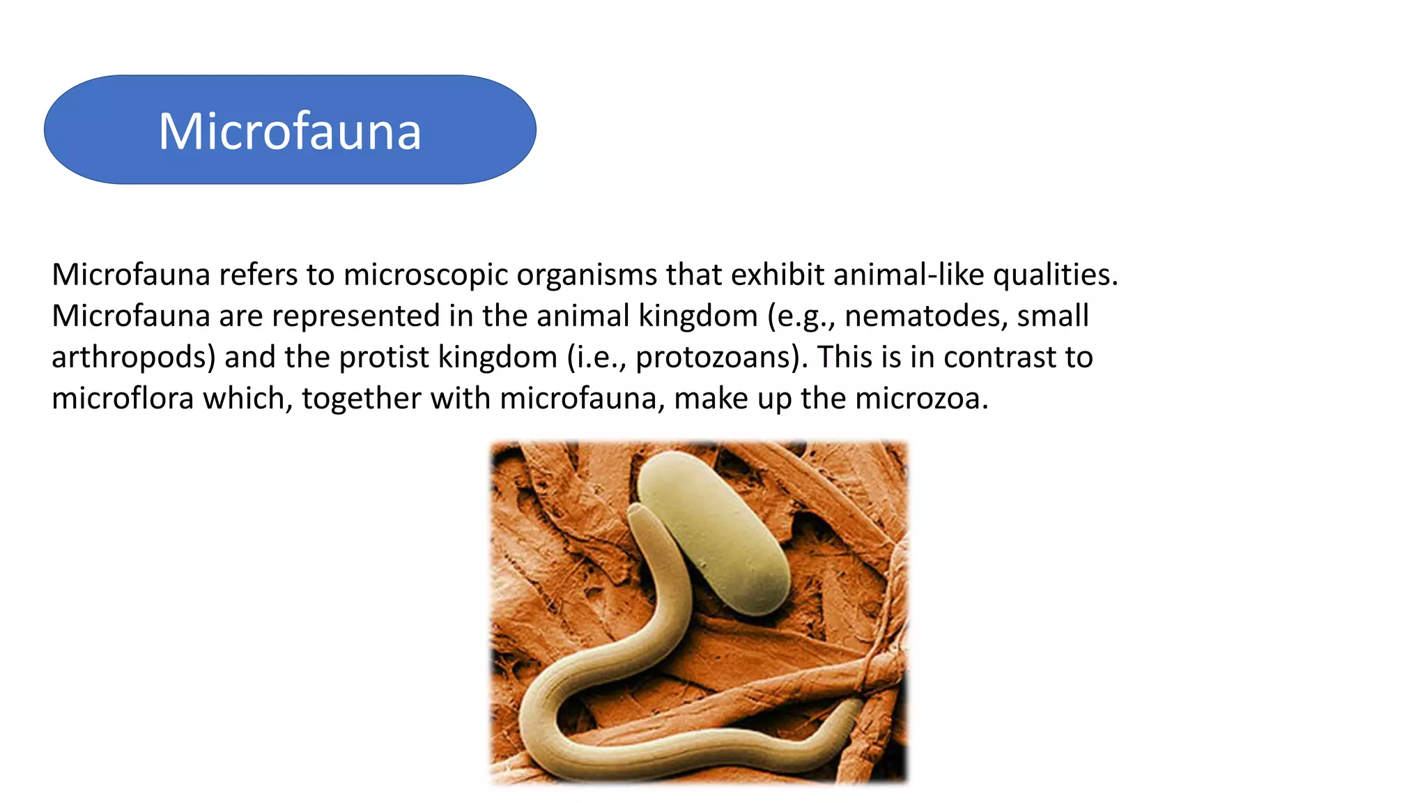 Human Microbiome.pptx | Skin and Dermatology | Diseases and Conditions