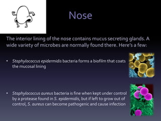 Human microbiota | PPTX