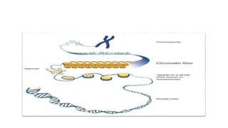 Human molecular Genetics | PPTX | Reproductive Health | Diseases and ...