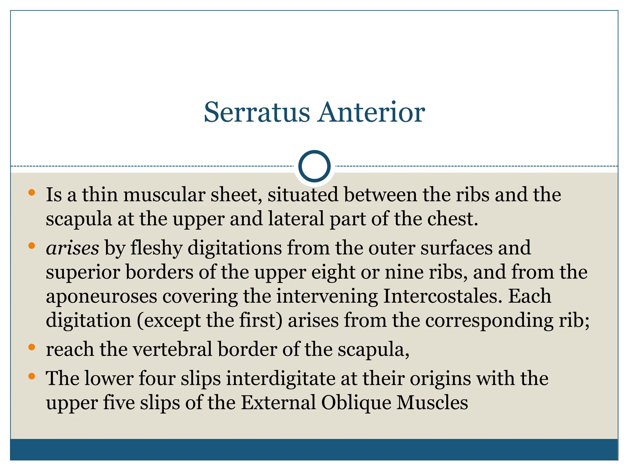 Human Muscles Overview and structural specifications .ppt