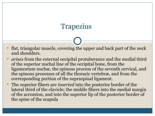 Human Muscles Overview and structural specifications .ppt