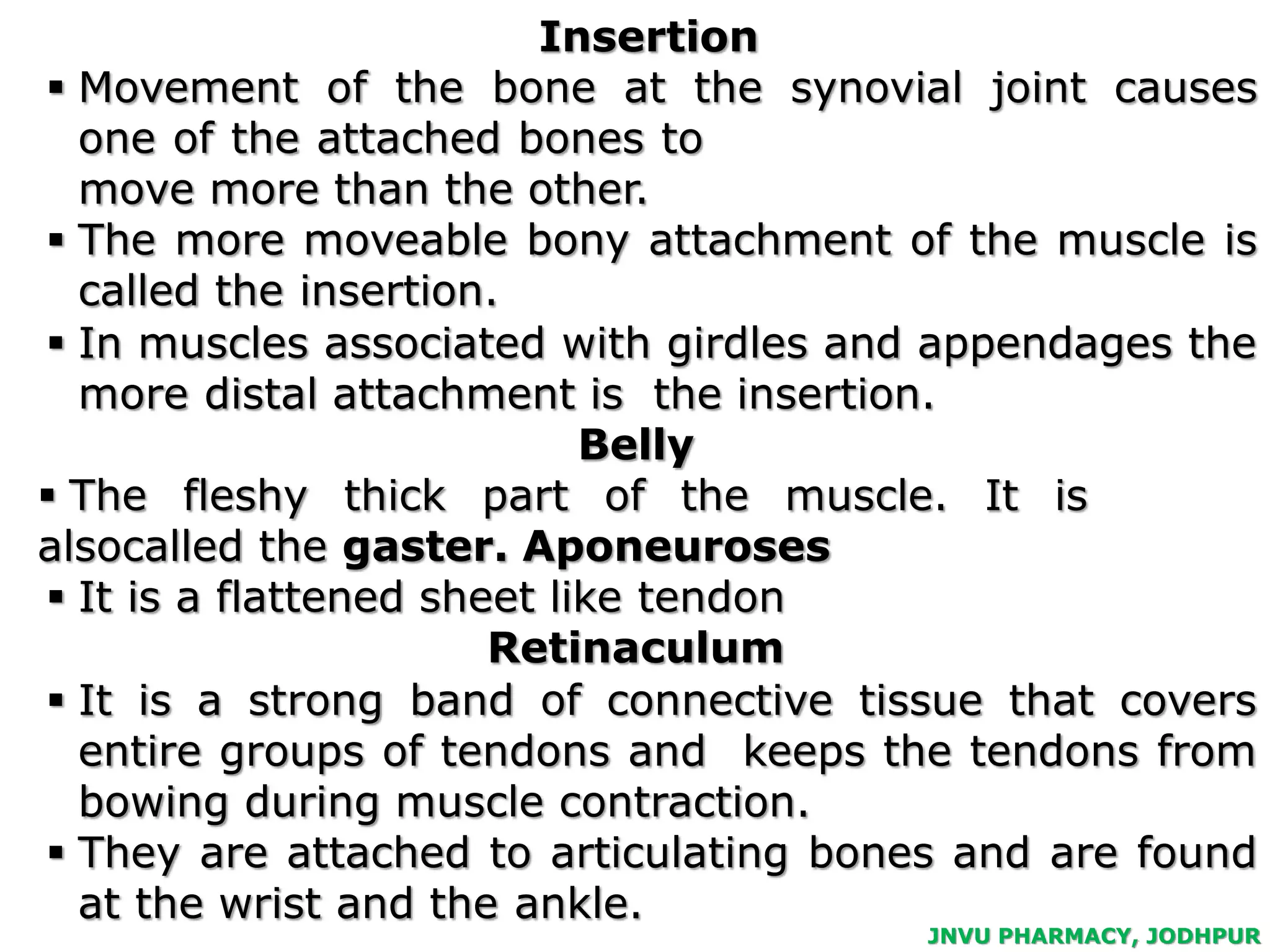Human muscular system | PPTX