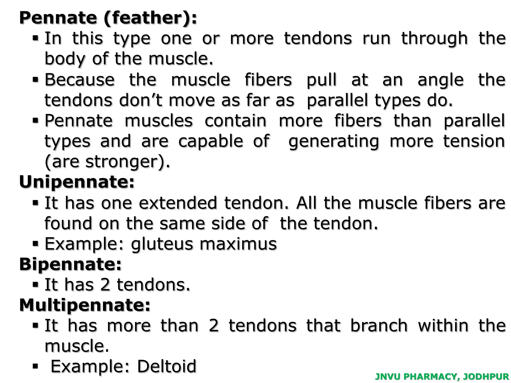 Human muscular system | PPTX