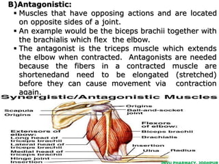 Human muscular system | PPTX