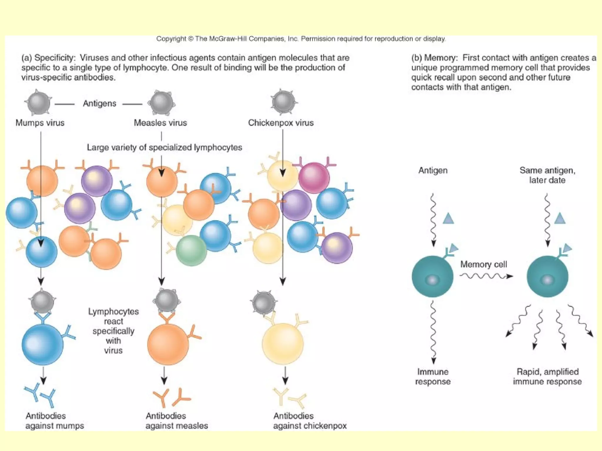 Human natural defence system | PPS