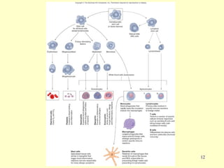 Human natural defence system | PPS