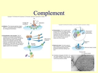 Human natural defence system | PPT