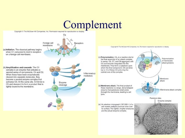 Human natural defence system | PPT