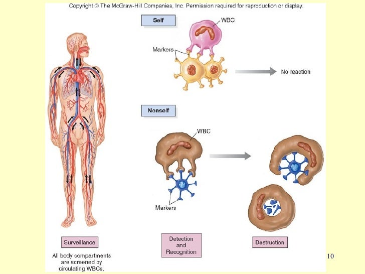 Human natural defence system