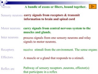 Human nervous system | PPT