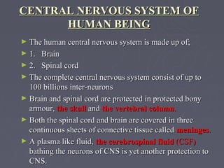 Human nervous system | PPT