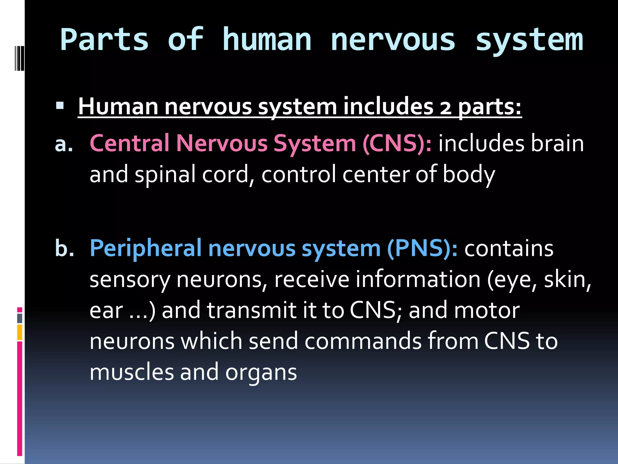 Human nervous system | PPTX