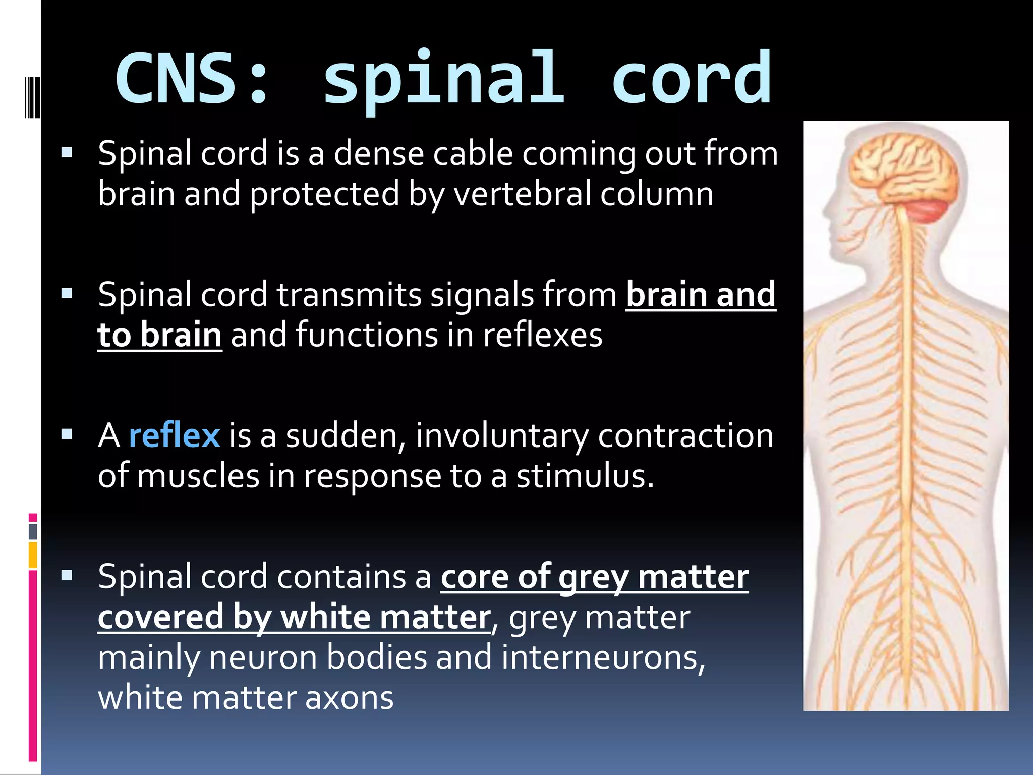 Human nervous system | PPTX