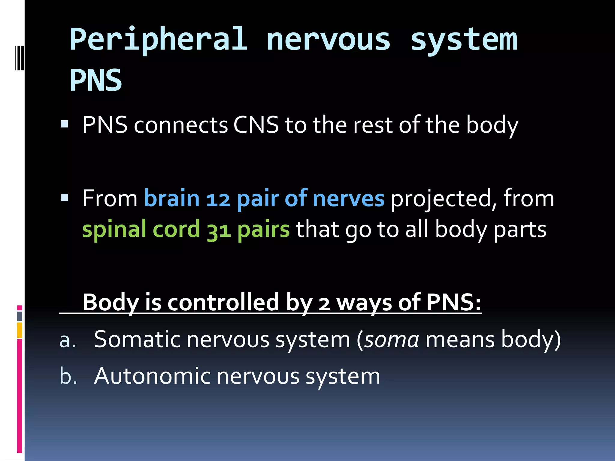 Human nervous system | PPTX