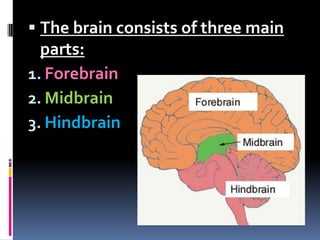 Human nervous system | PPTX