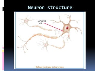 Human nervous system | PPTX