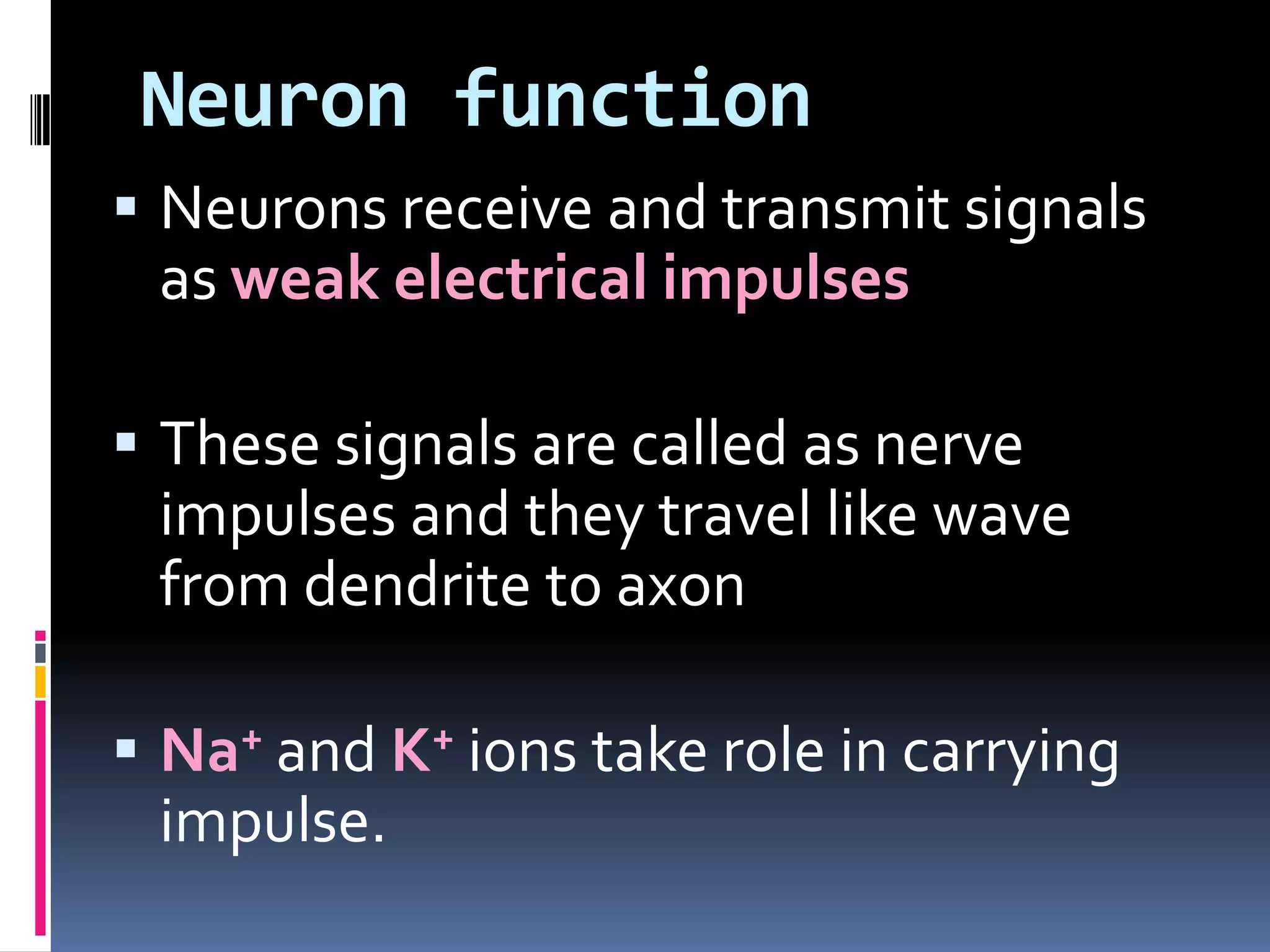 Human nervous system | PPTX
