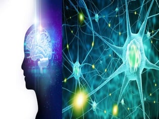 Human nervous system | PPT