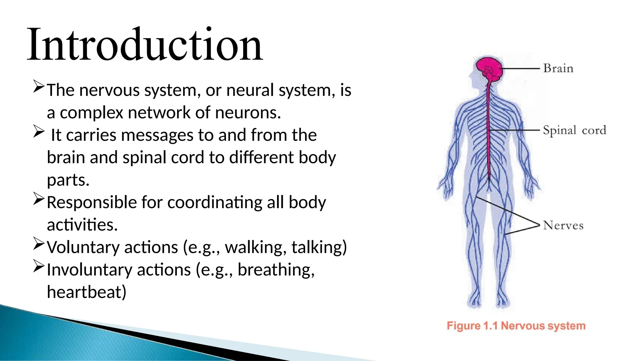 HUMAN NERVOUS SYSTEM Anatomy and physiology | PPTX | Brain and Nervous ...