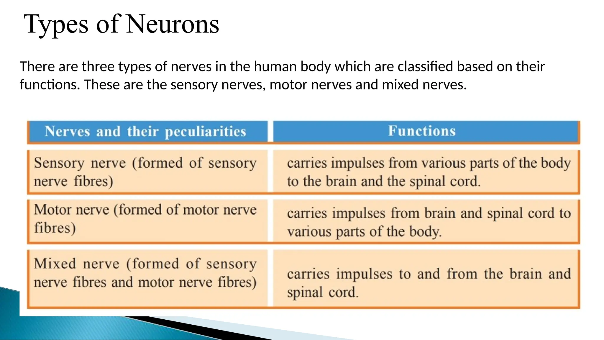 HUMAN NERVOUS SYSTEM Anatomy and physiology | PPTX
