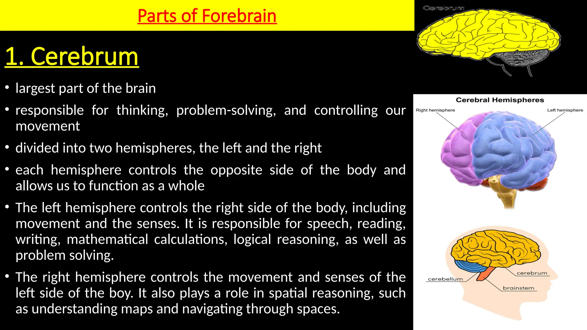 HUMAN NERVOUS SYSTEM power point presentation | PPTX