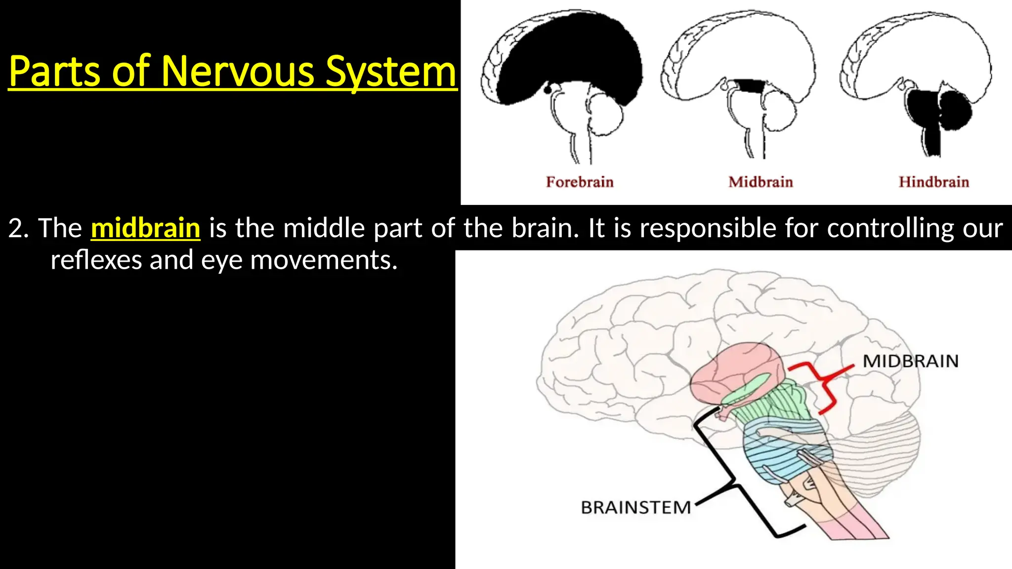 HUMAN NERVOUS SYSTEM power point presentation | PPTX
