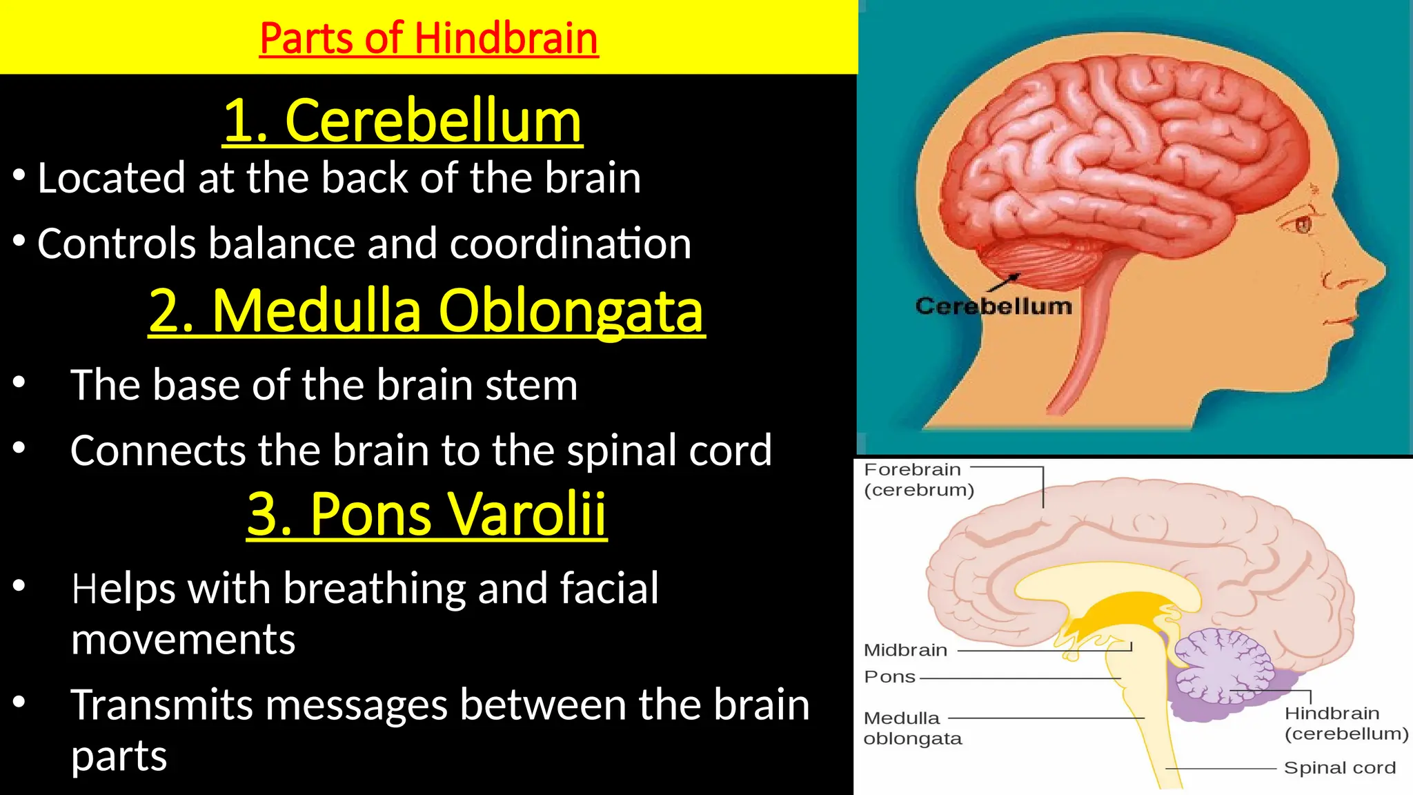 HUMAN NERVOUS SYSTEM power point presentation | PPTX