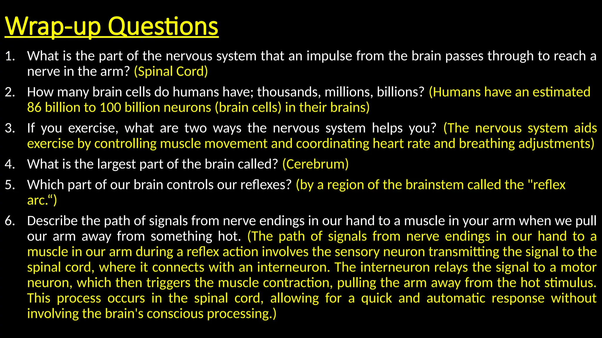 HUMAN NERVOUS SYSTEM power point presentation | PPTX