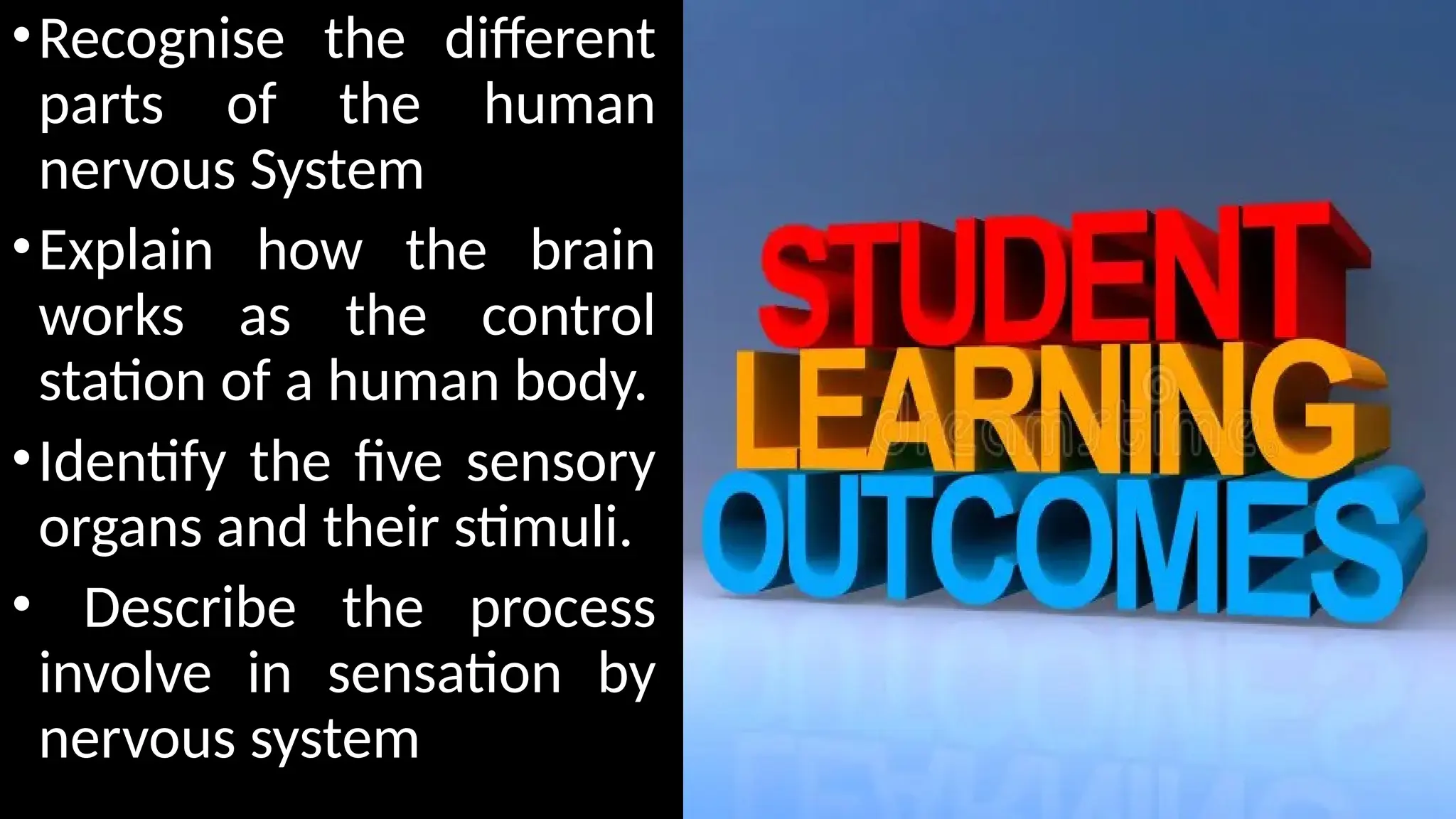 HUMAN NERVOUS SYSTEM power point presentation | PPTX