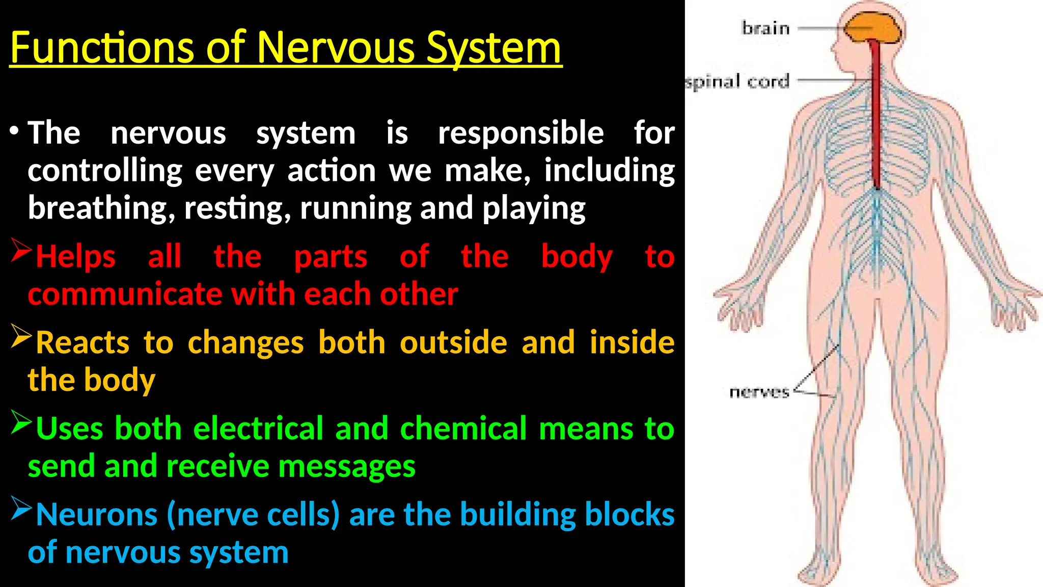 HUMAN NERVOUS SYSTEM power point presentation | PPTX