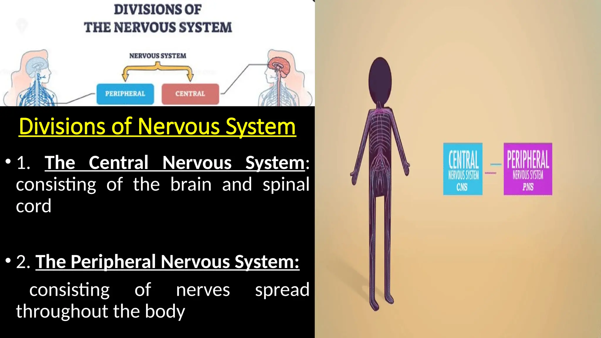 HUMAN NERVOUS SYSTEM power point presentation | PPTX