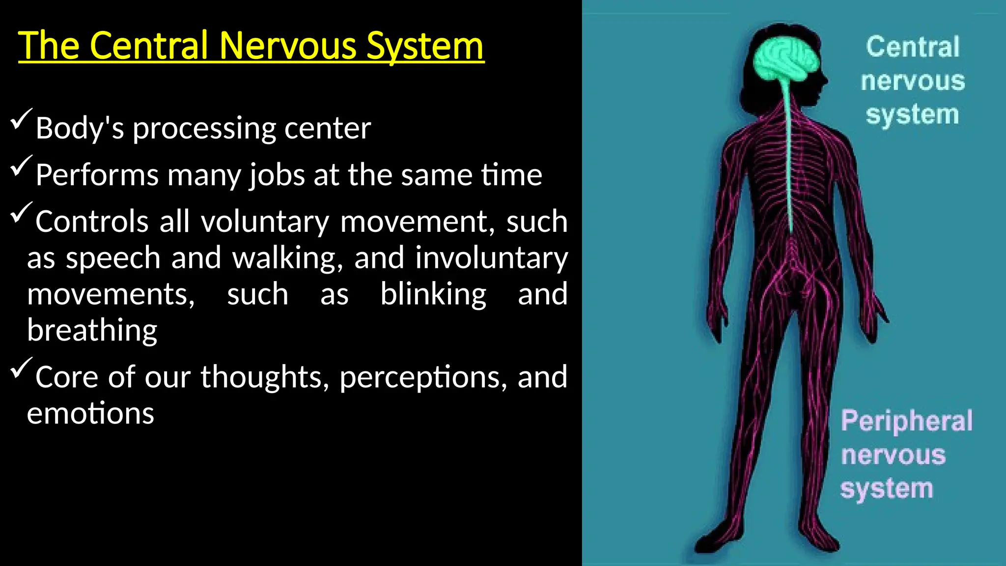 HUMAN NERVOUS SYSTEM power point presentation | PPTX