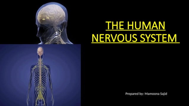 HUMAN NERVOUS SYSTEM power point presentation | PPTX