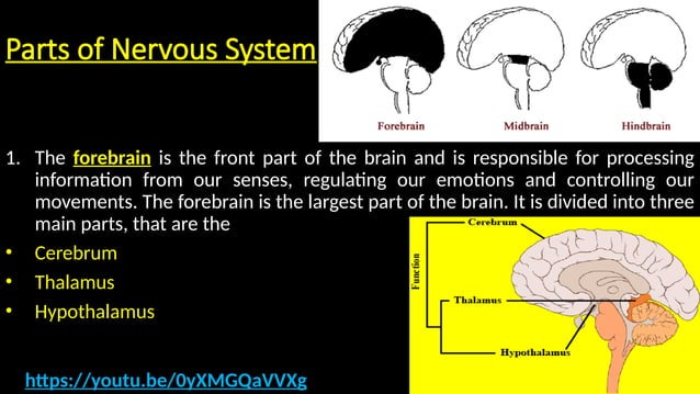 HUMAN NERVOUS SYSTEM power point presentation | PPTX
