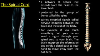 HUMAN NERVOUS SYSTEM power point presentation | PPTX