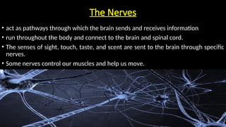HUMAN NERVOUS SYSTEM power point presentation | PPTX