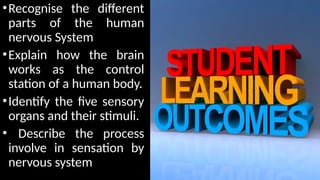 HUMAN NERVOUS SYSTEM power point presentation | PPTX