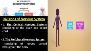 HUMAN NERVOUS SYSTEM power point presentation | PPTX