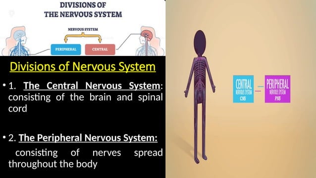 HUMAN NERVOUS SYSTEM power point presentation | PPTX