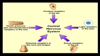 HUMAN NERVOUS SYSTEM power point presentation | PPTX