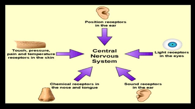 HUMAN NERVOUS SYSTEM power point presentation | PPTX