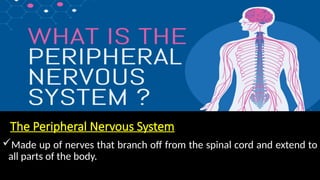 HUMAN NERVOUS SYSTEM power point presentation | PPTX