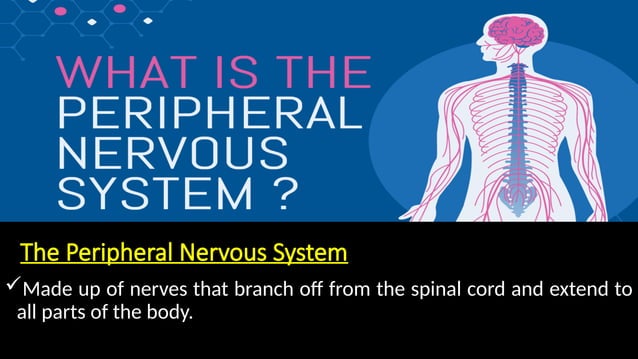 HUMAN NERVOUS SYSTEM power point presentation | PPTX