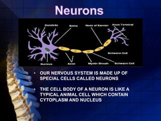 Human nervous system__by_Aarohi Gupta_for_class_10-a | PPTX | Brain and ...